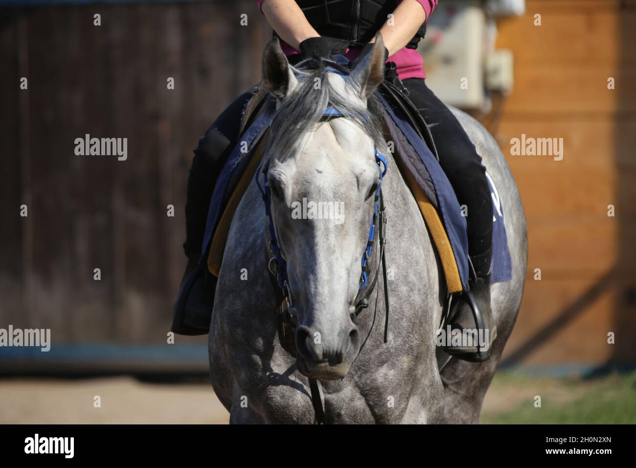 Head shot closeup portrait of a young racehorse under saddle during ...