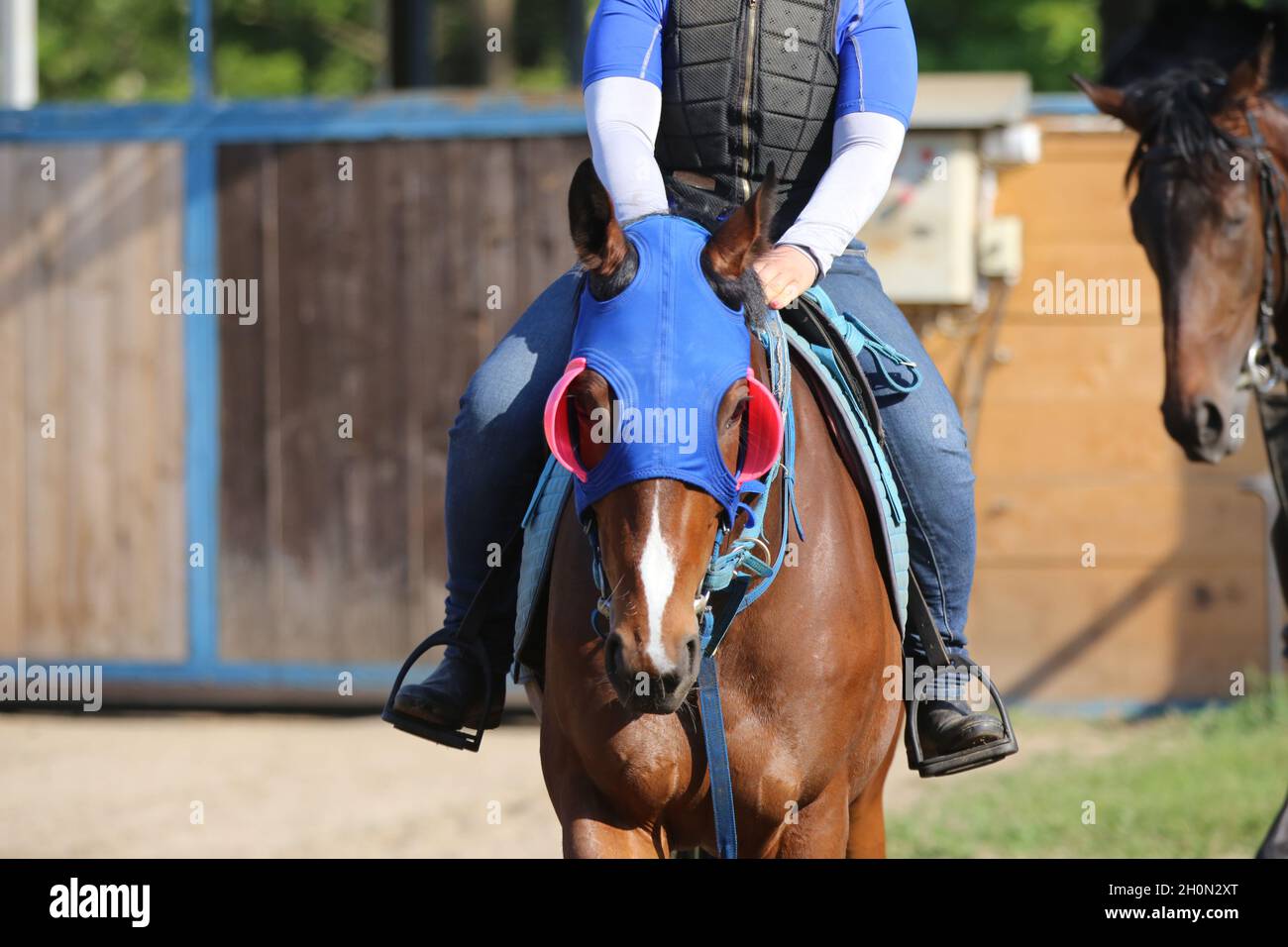 Head shot closeup portrait of a young racehorse under saddle during ...
