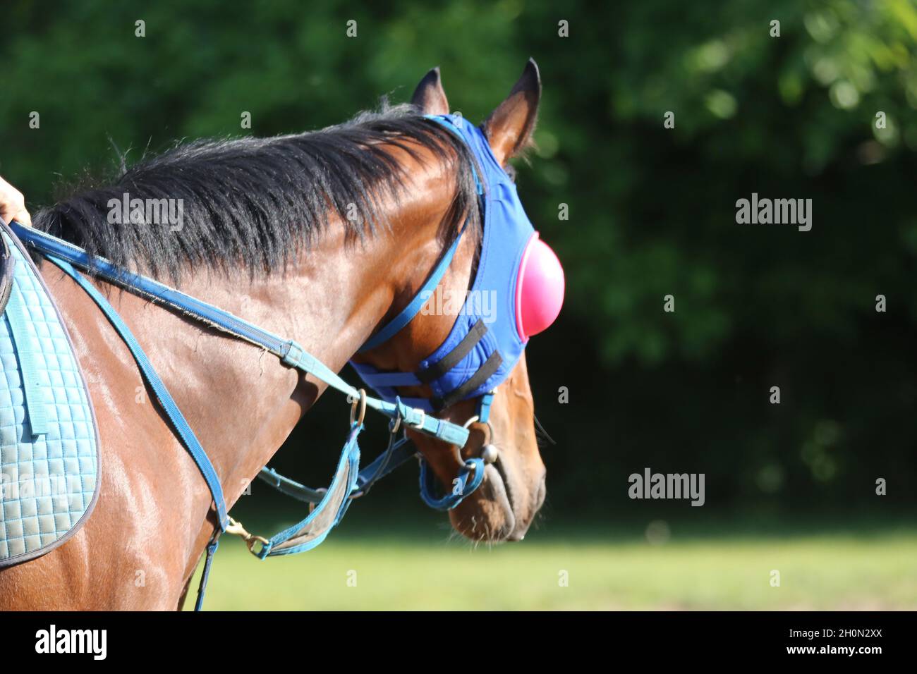 Head shot closeup portrait of a young racehorse under saddle during ...