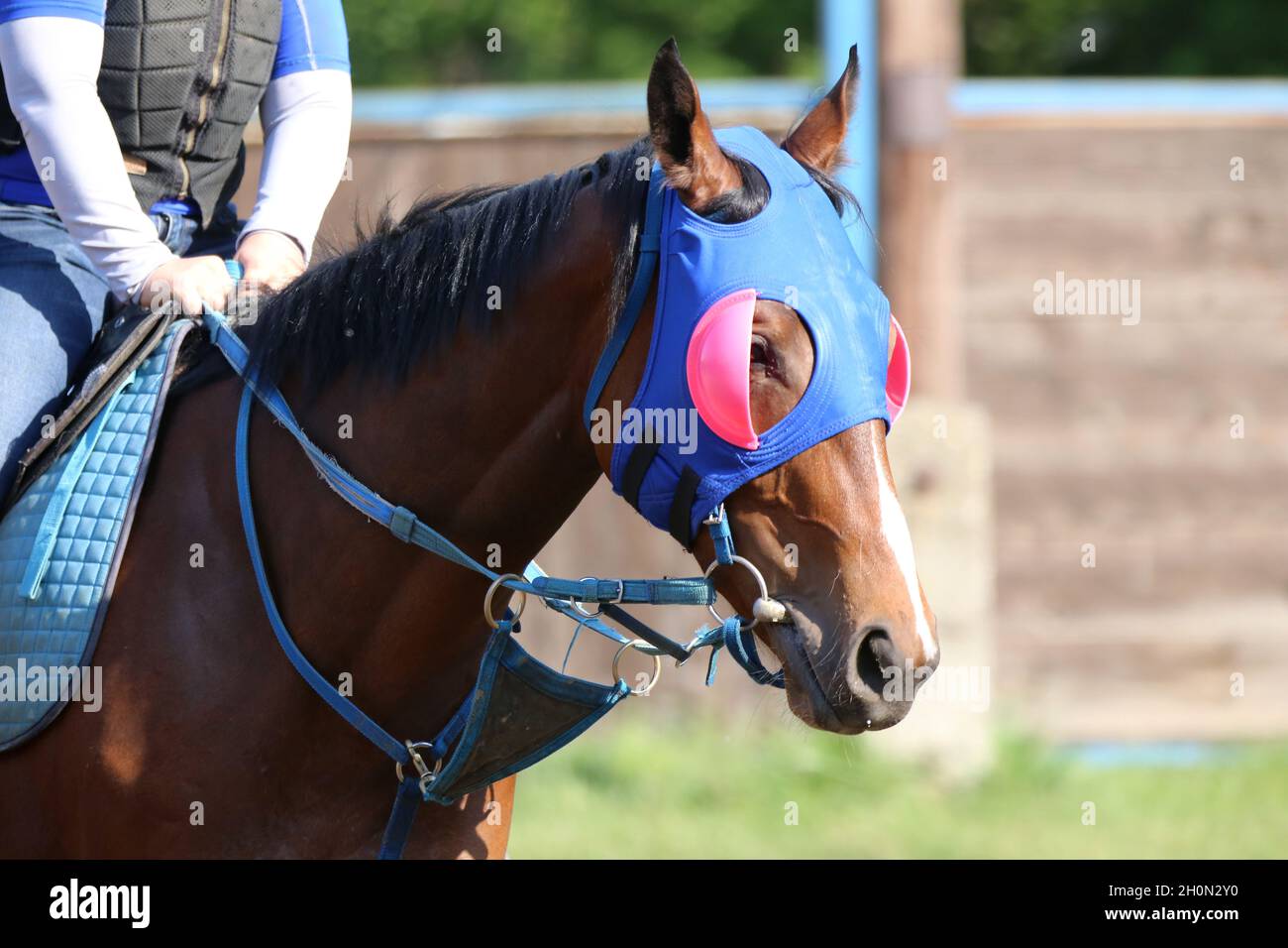 Head shot closeup portrait of a young racehorse under saddle during ...