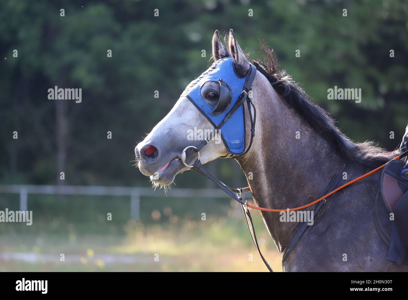 Head shot closeup portrait of a young racehorse under saddle during ...