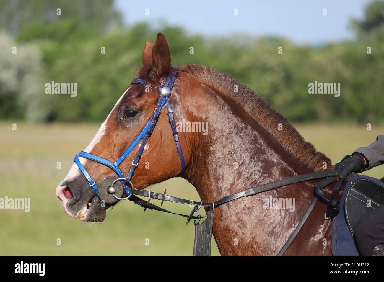Head shot closeup portrait of a young racehorse under saddle during ...