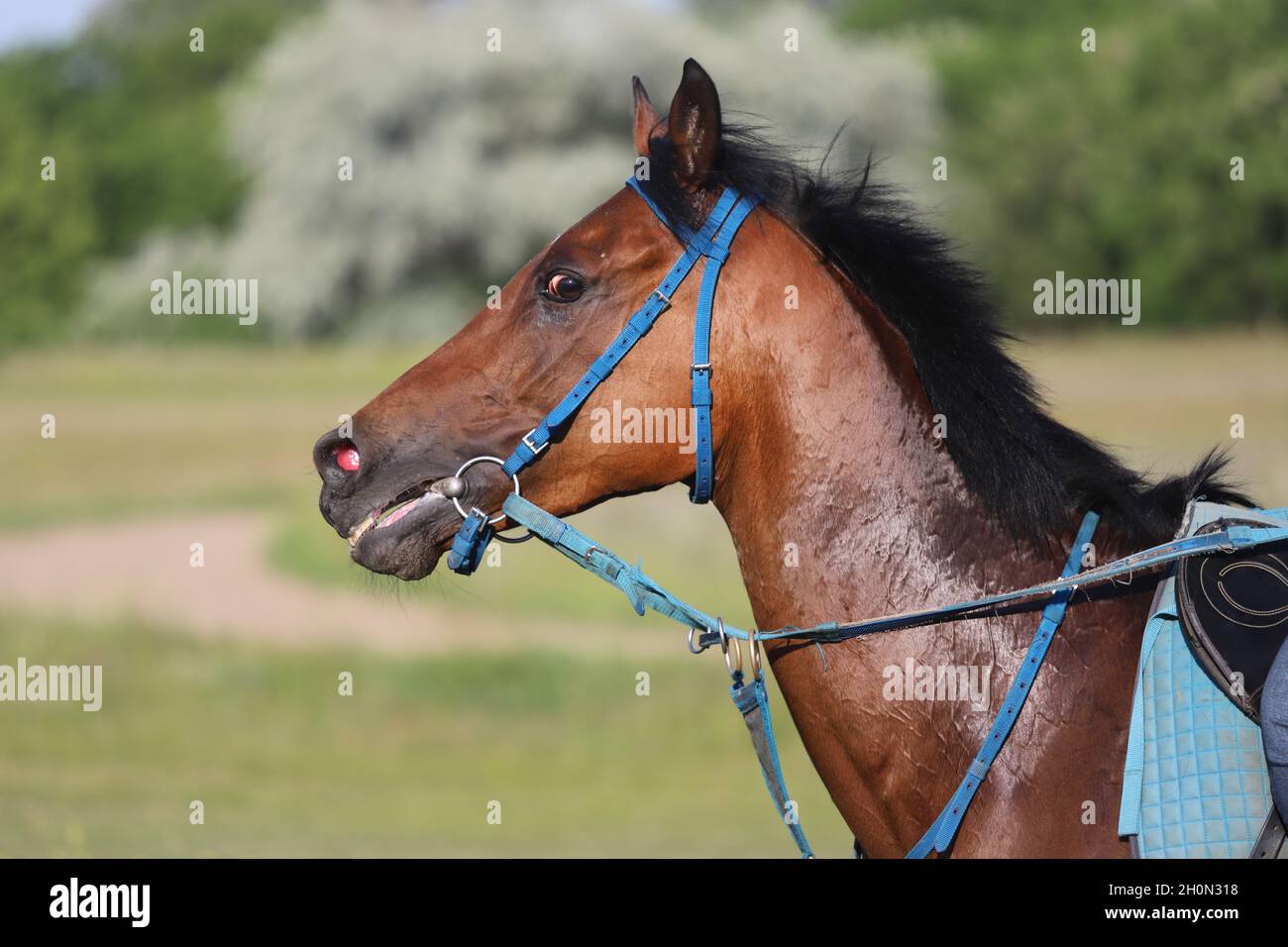 Head shot closeup portrait of a young racehorse under saddle during ...