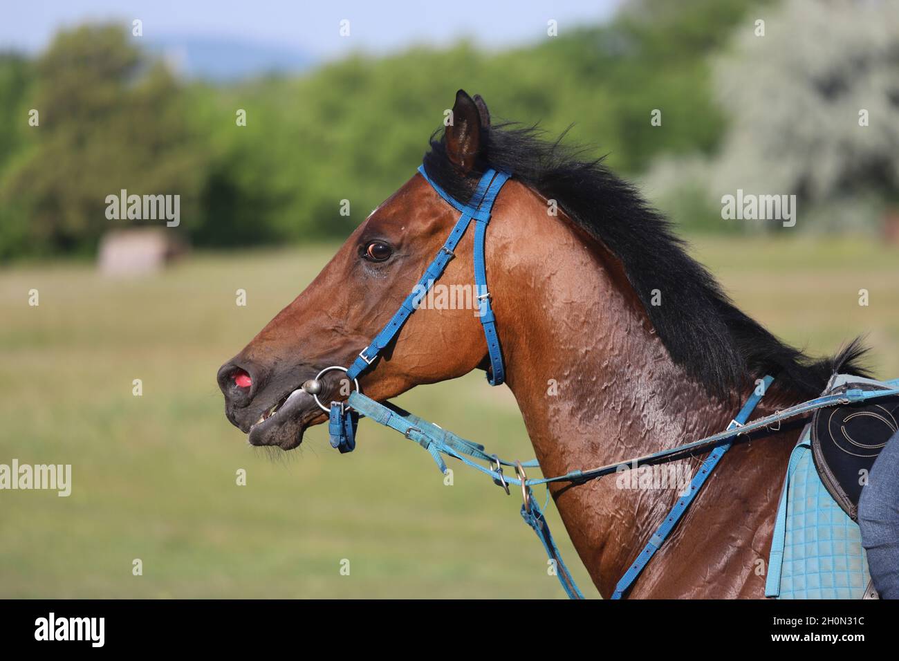 Head shot closeup portrait of a young racehorse under saddle during ...