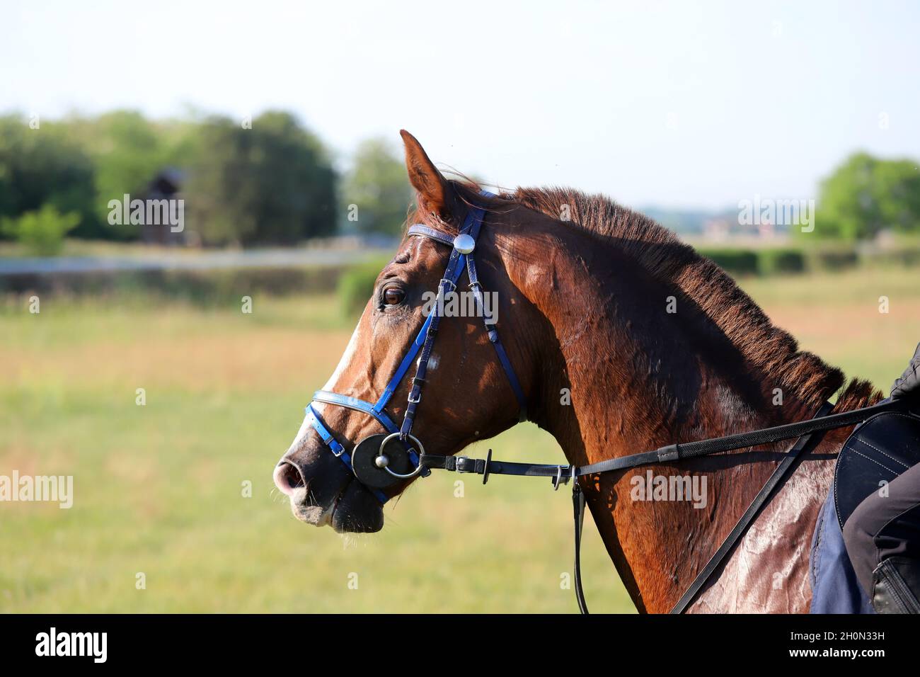 Head shot closeup portrait of a young racehorse under saddle during ...