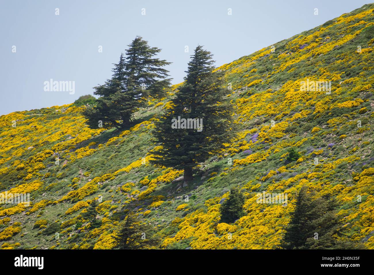 Scenic View from Chelia National Park. Atlas Cedar Forest Stock Photo ...
