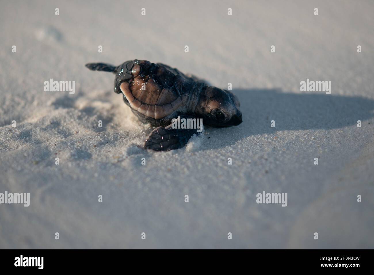 Deformed legs hi-res stock photography and images - Alamy