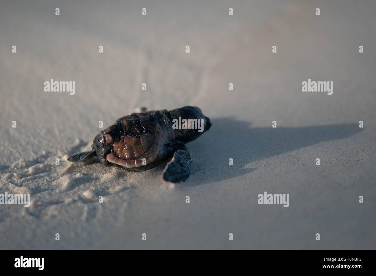 Deformed legs hi-res stock photography and images - Alamy