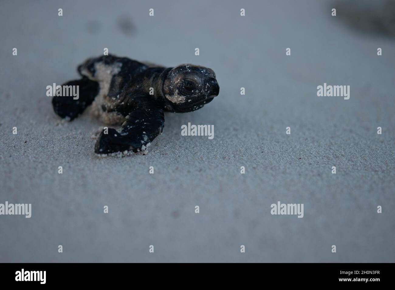 Deformed juvenile hawksbill turtle making its way into the water. A ...