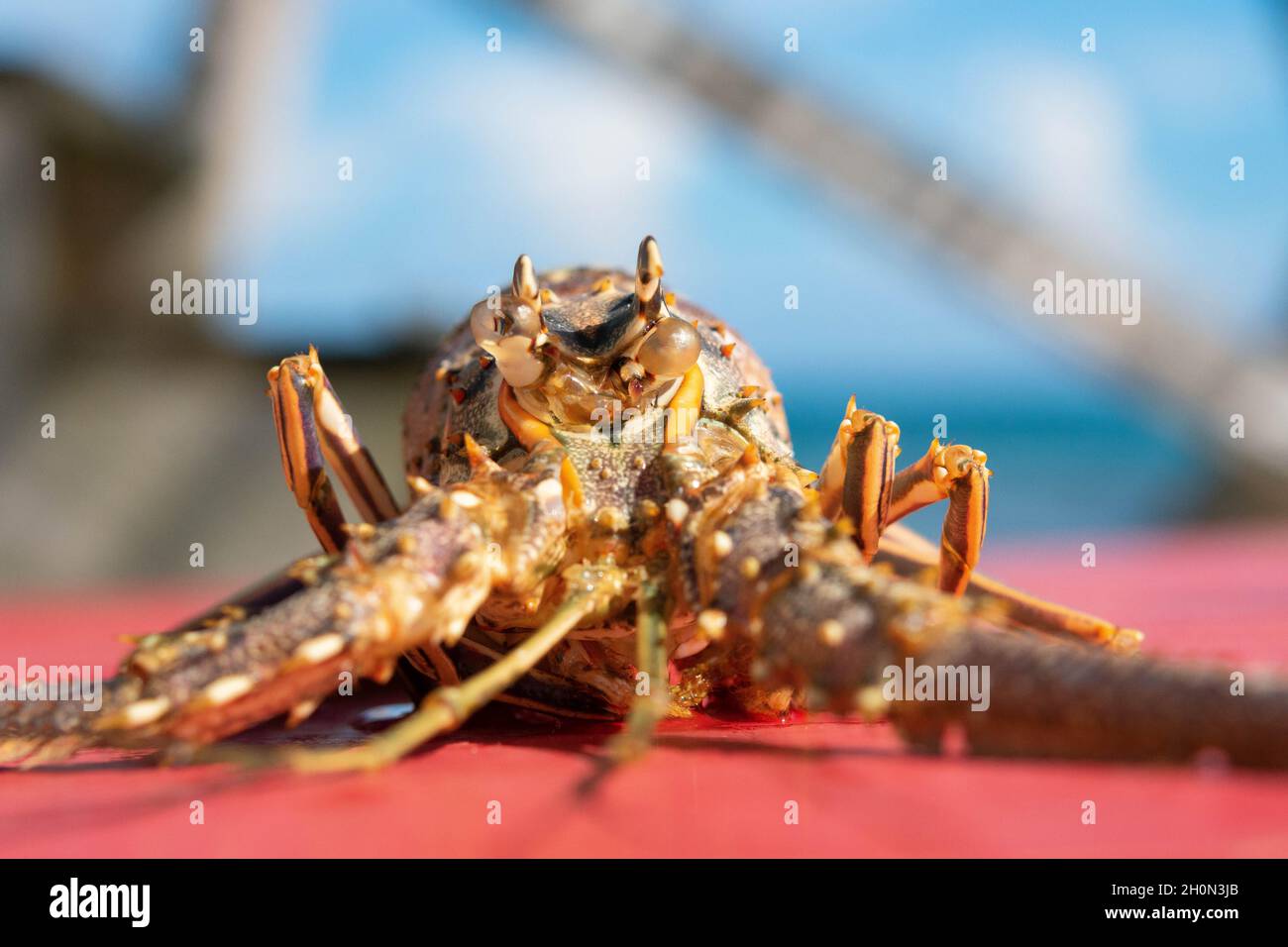 Molted shell of a Caribbean spiny lobster. Caribbean spiny lobsters ...