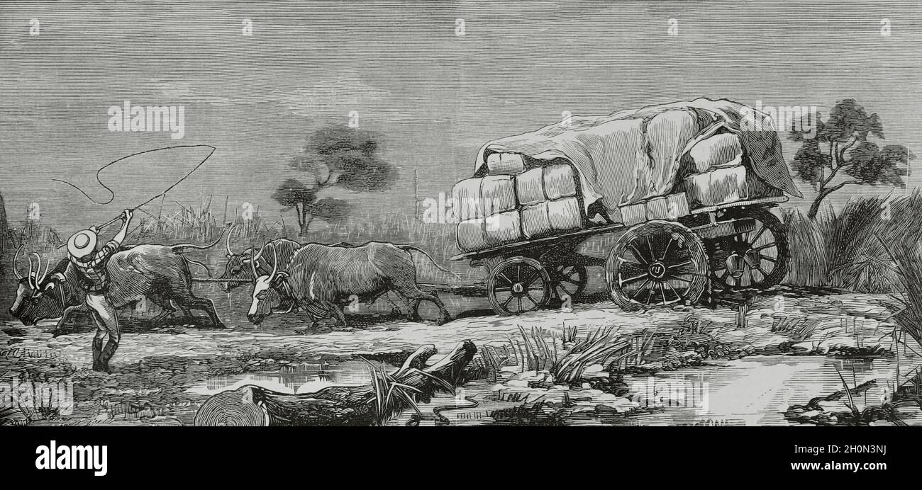 South Africa. First Boer War or Transvaal War (1880-1881). Conflict ...