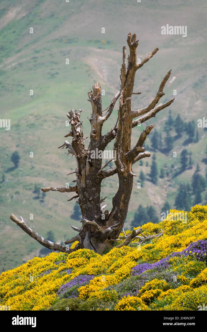 Scenic View from Chelia National Park. Atlas Cedar Forest Stock Photo ...