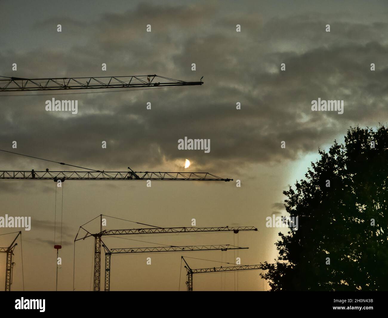 Cranes ad the moon in the evening Stock Photo - Alamy