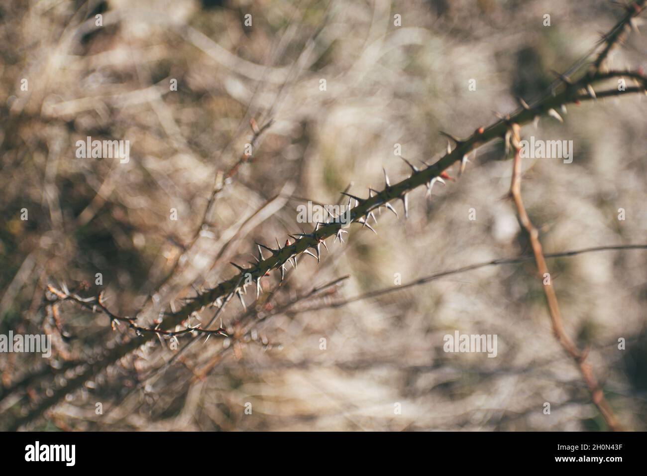 Dangerous thorns hi-res stock photography and images - Alamy
