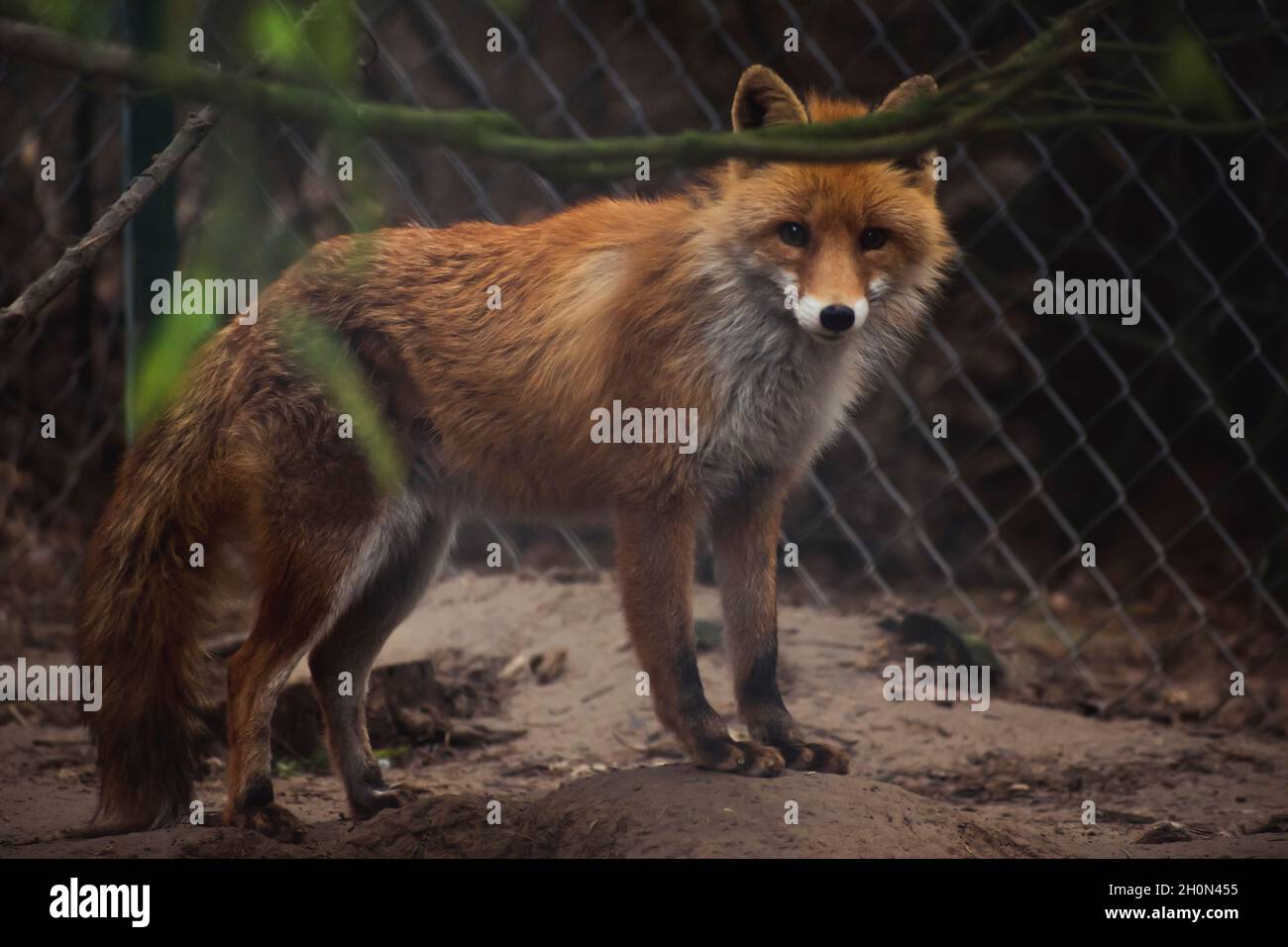 Red fox close up picture hi-res stock photography and images - Alamy