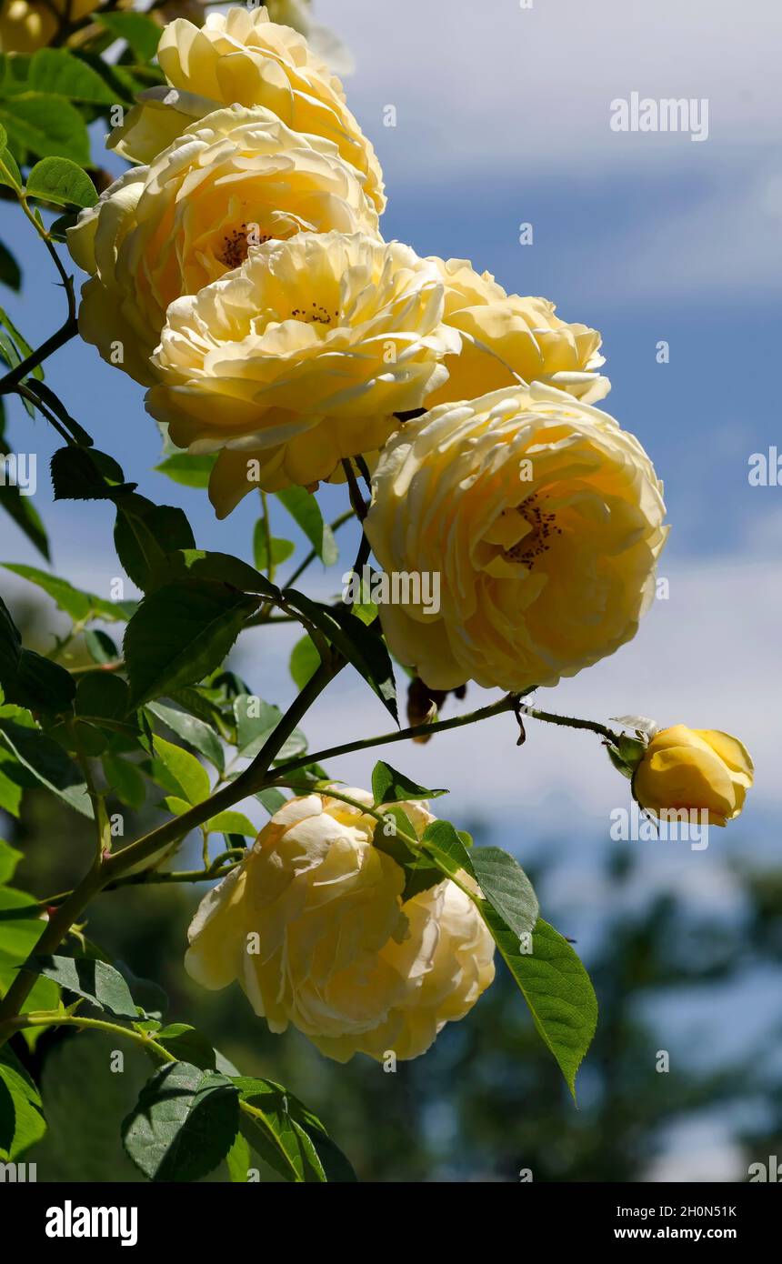Blooming rose bush with yellow flowers in the rose garden, Sofia ...