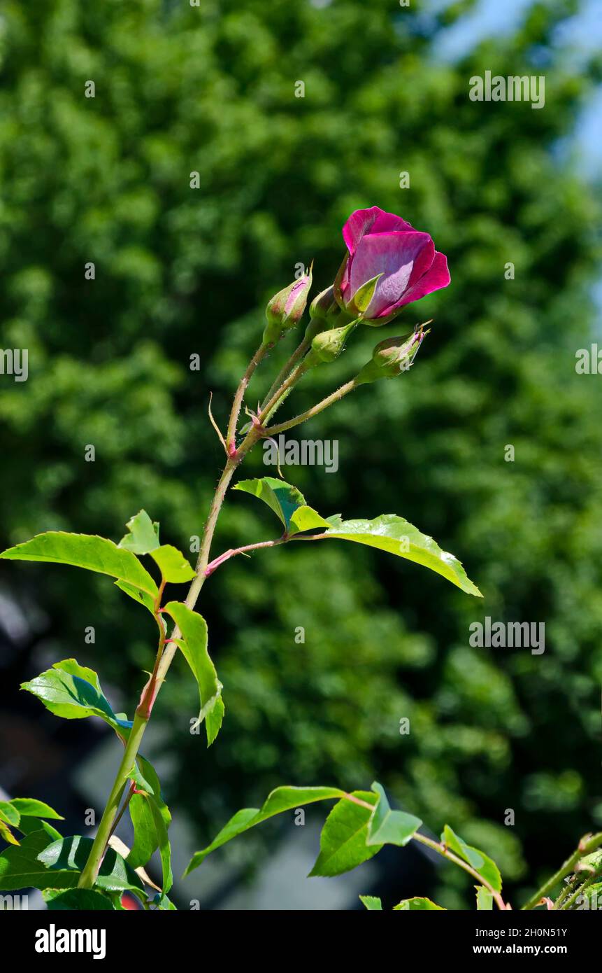Blooming rose bush with pink flowers in the rose garden, Sofia ...