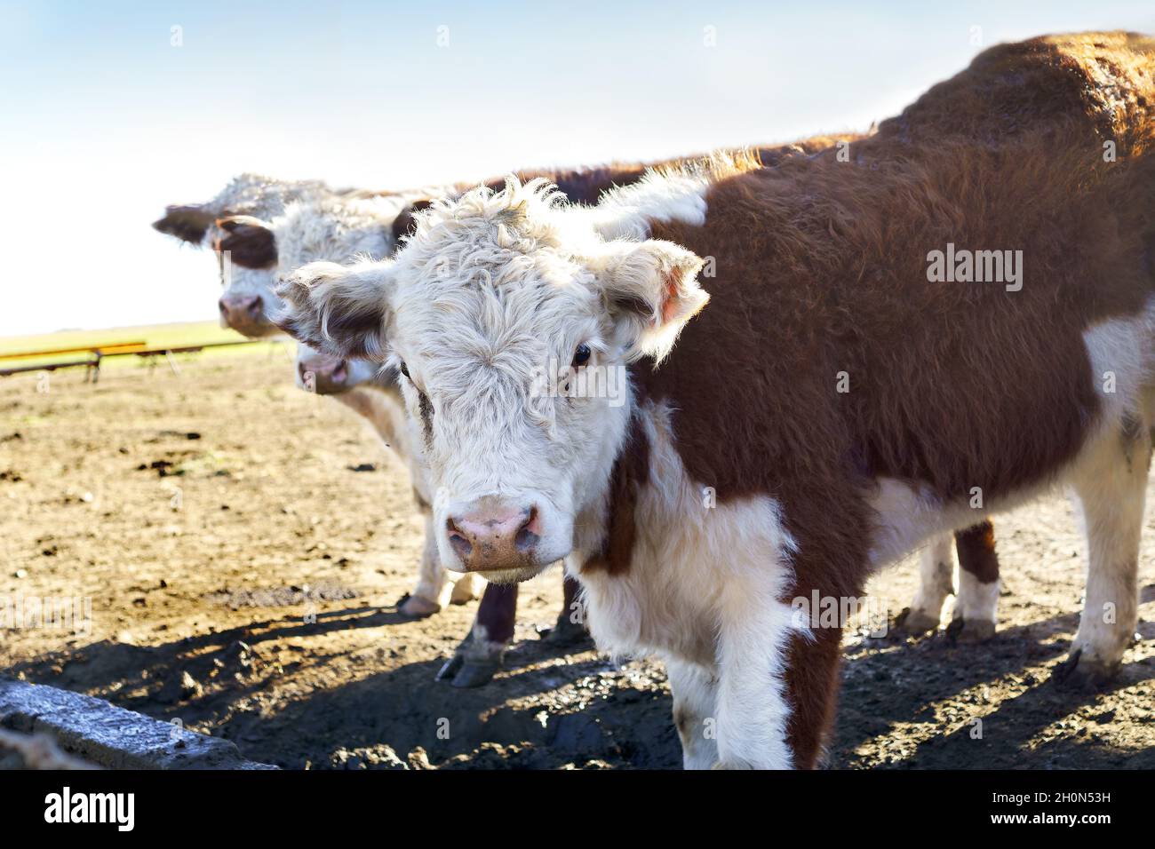Polled Hereford Cattle High Resolution Stock Photography and Images - Alamy