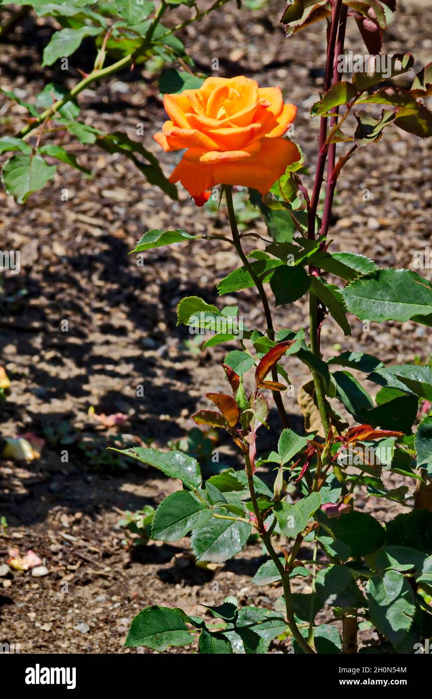 Simply orange hi-res stock photography and images - Alamy