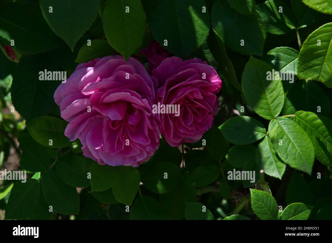Blooming rose bush with pink flowers in the rose garden, Sofia ...