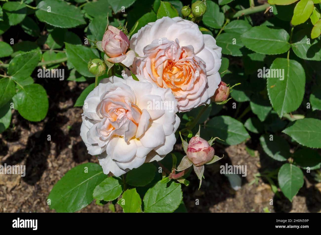 Flowering rose bush with colorful pink and beige flowers in the rose ...