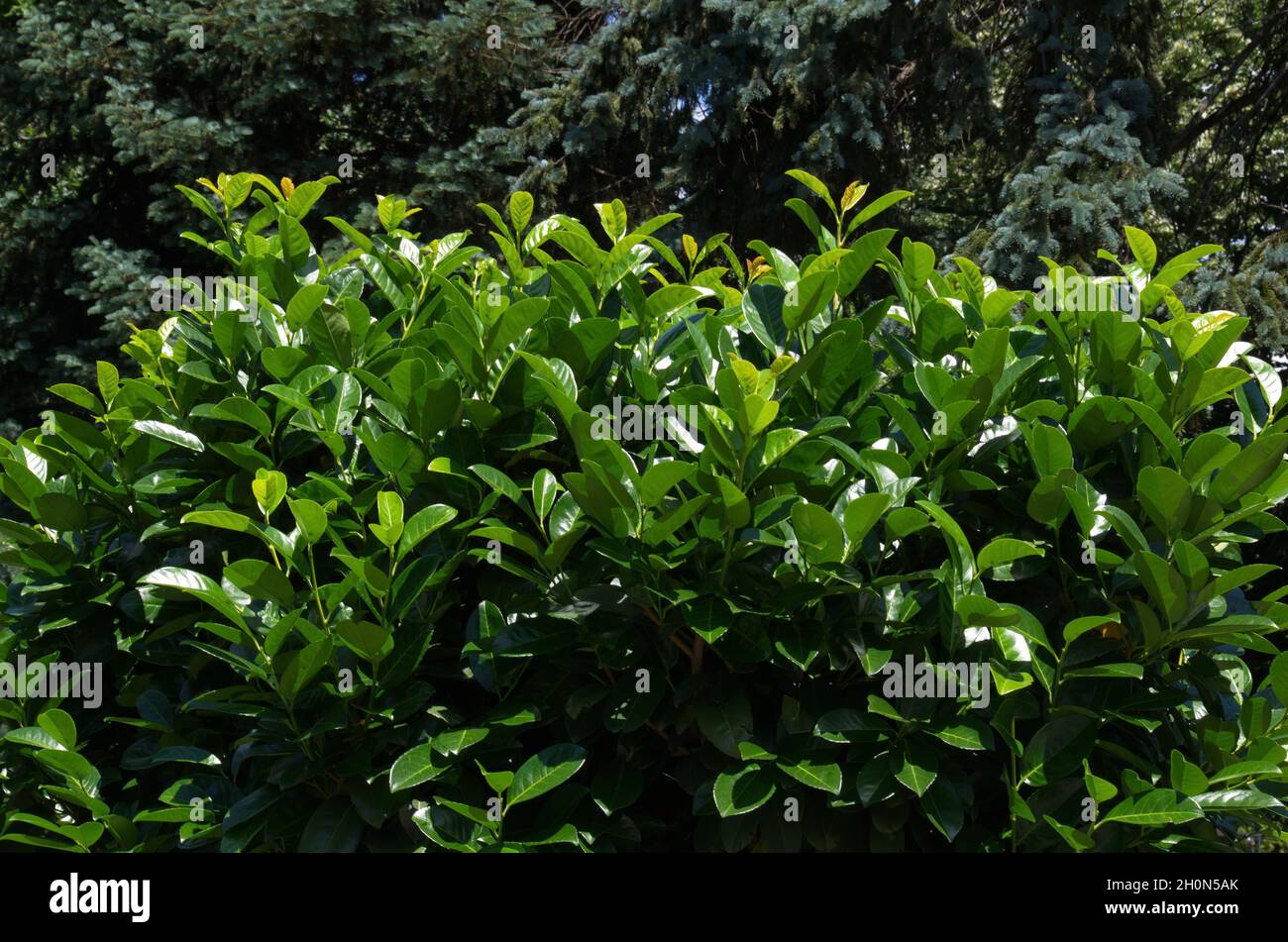 A look at Prunus laurocerasus or Cherry laurel, evergreen shrub in the ...