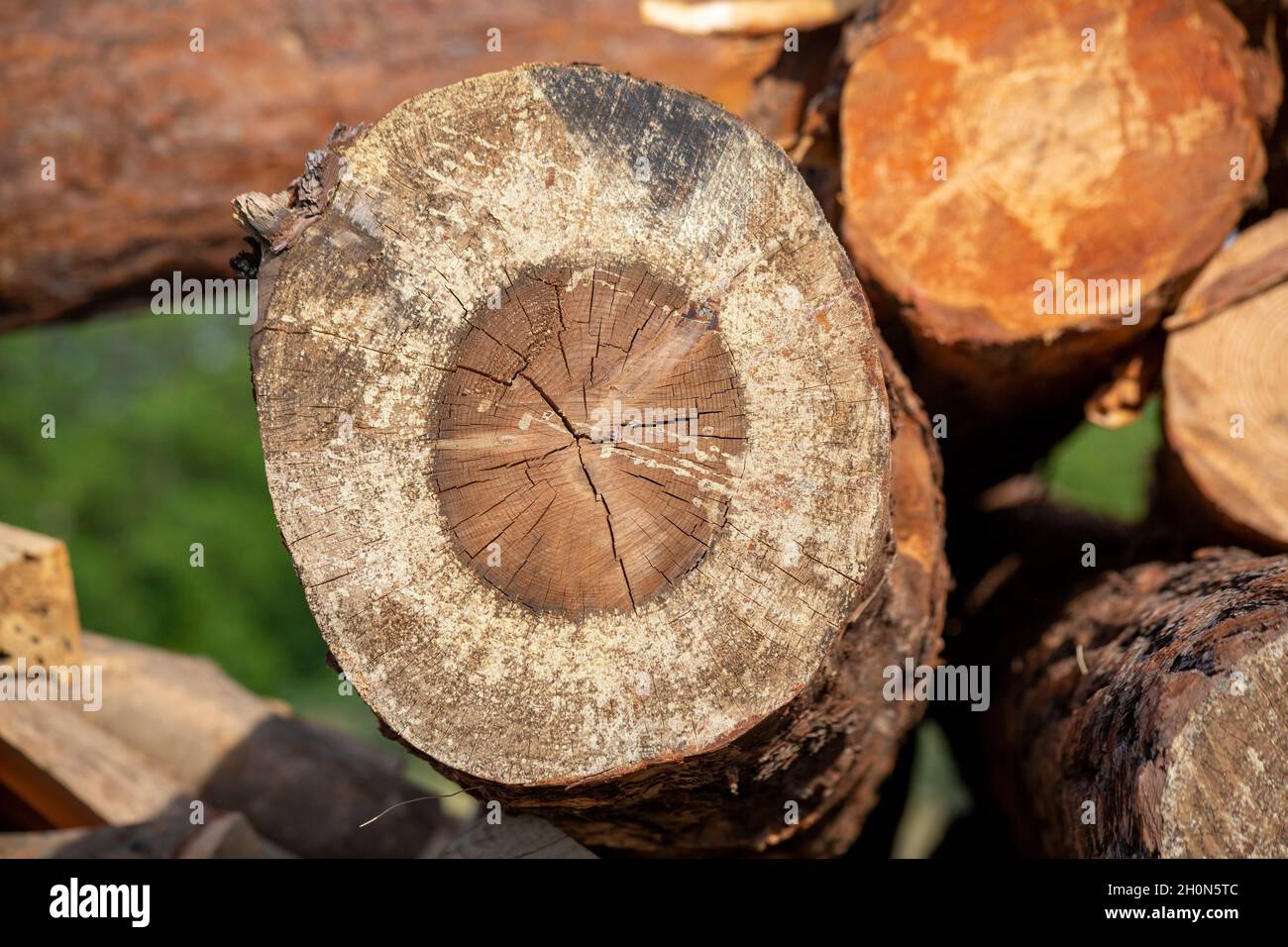 Sawmill felled trees hi-res stock photography and images - Alamy