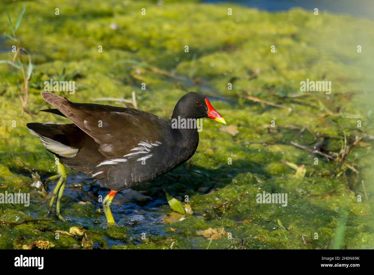 Water chickens (Rallidae) are a family belonging to the cranberry order ...