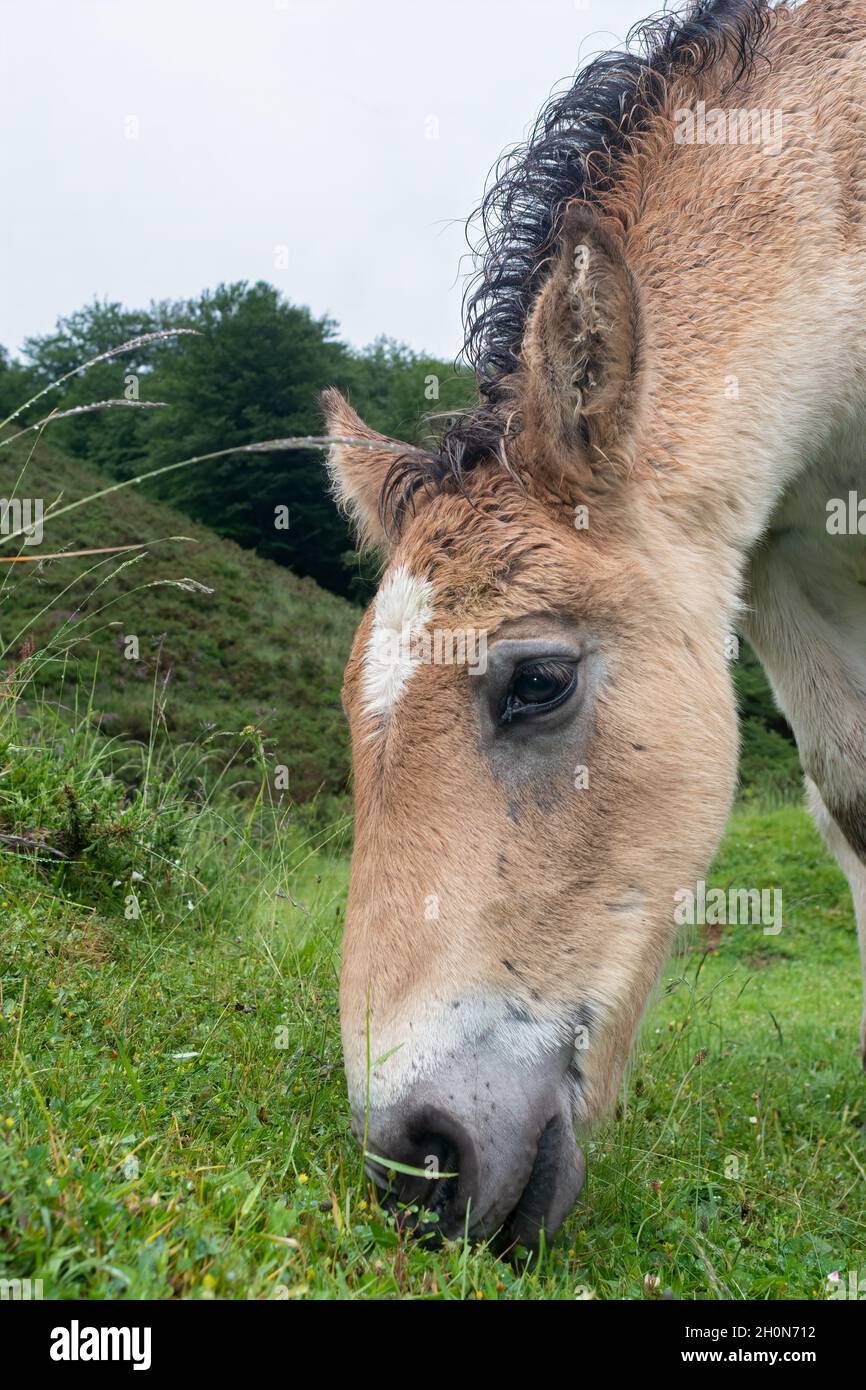 Headshot of semi-feral Pottok Basque pony grazing on grass close up in ...