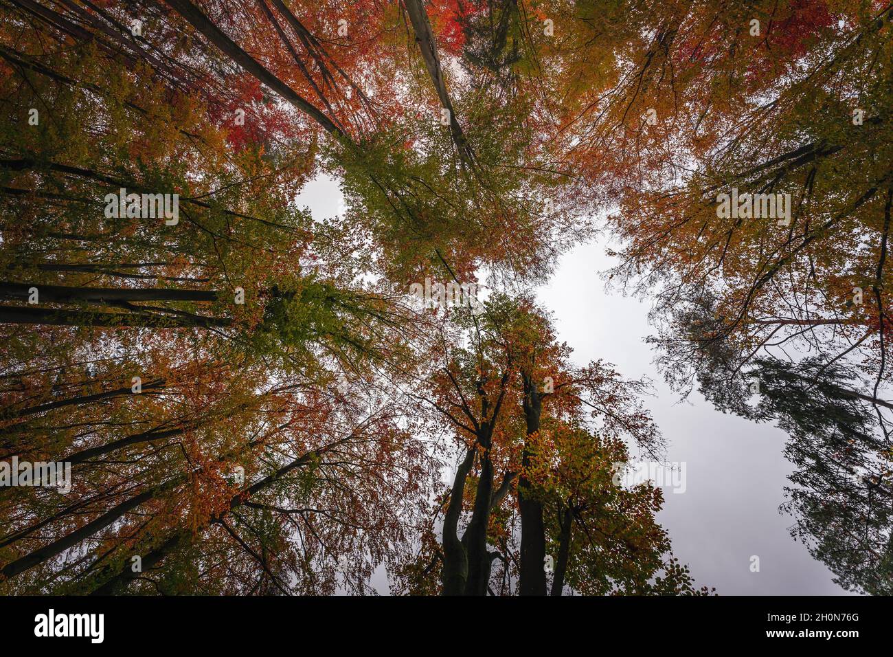 Beautiful autumn landscape in Bavarian forests with trees with colorful ...
