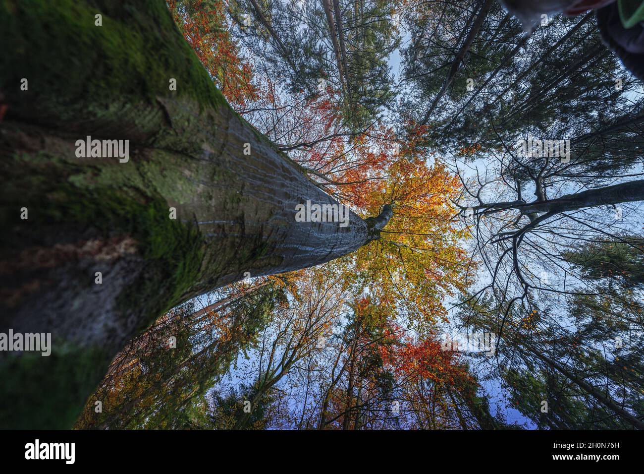 Beautiful autumn landscape in Bavarian forests with trees with colorful ...