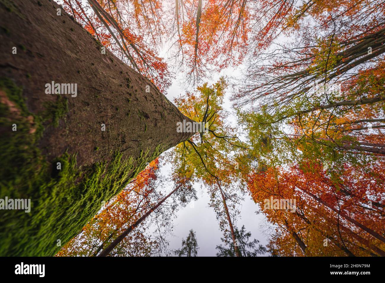 Beautiful autumn landscape in Bavarian forests with trees with colorful ...