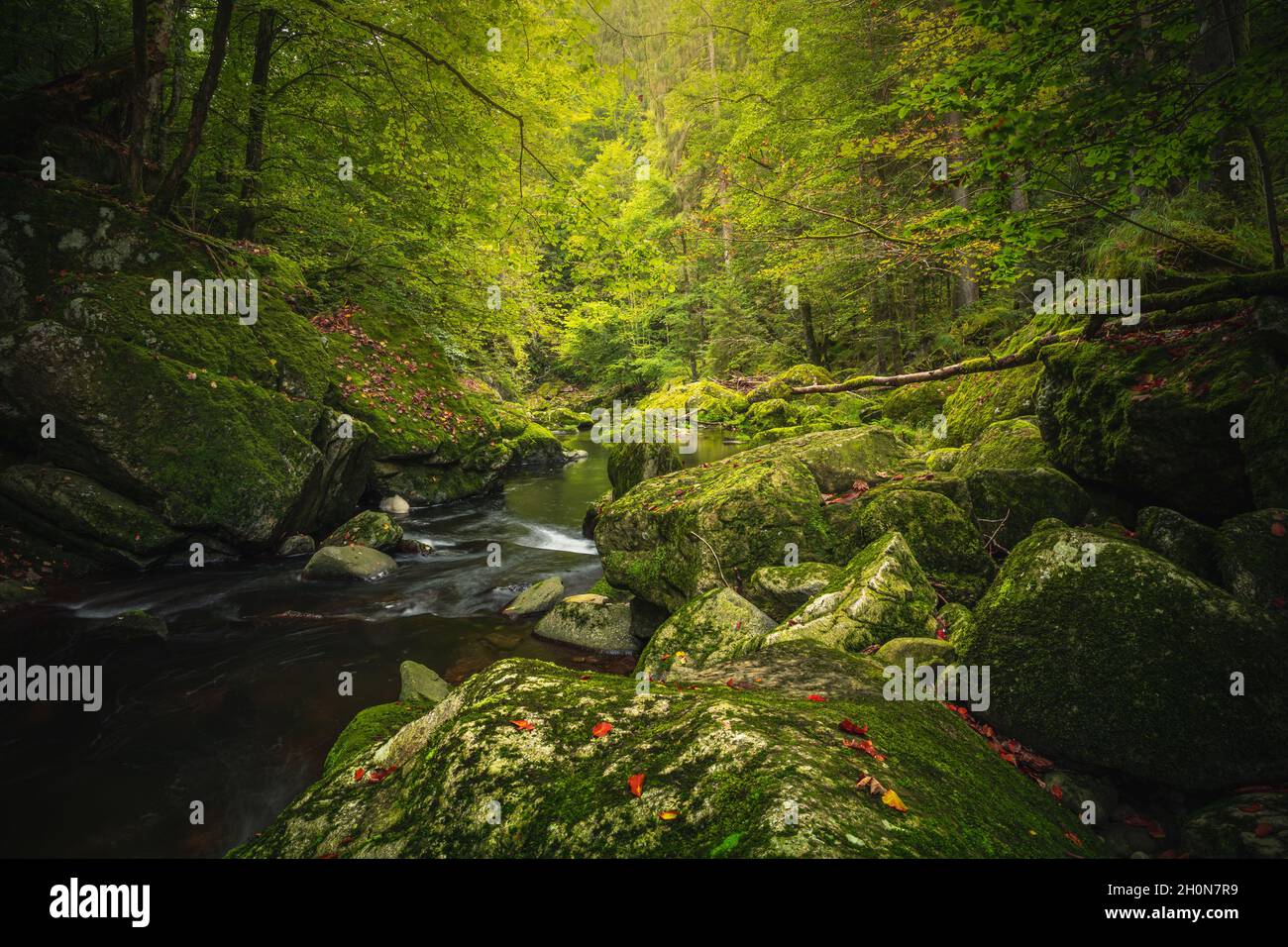 Beautiful natural landscape in Bavarian forest with greenery and River ...