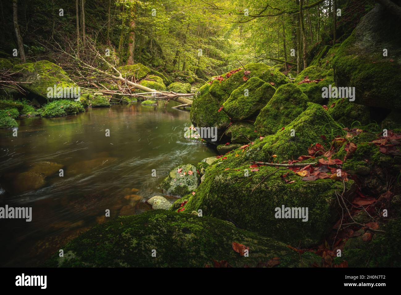 Beautiful natural landscape in Bavarian forest with greenery and River ...