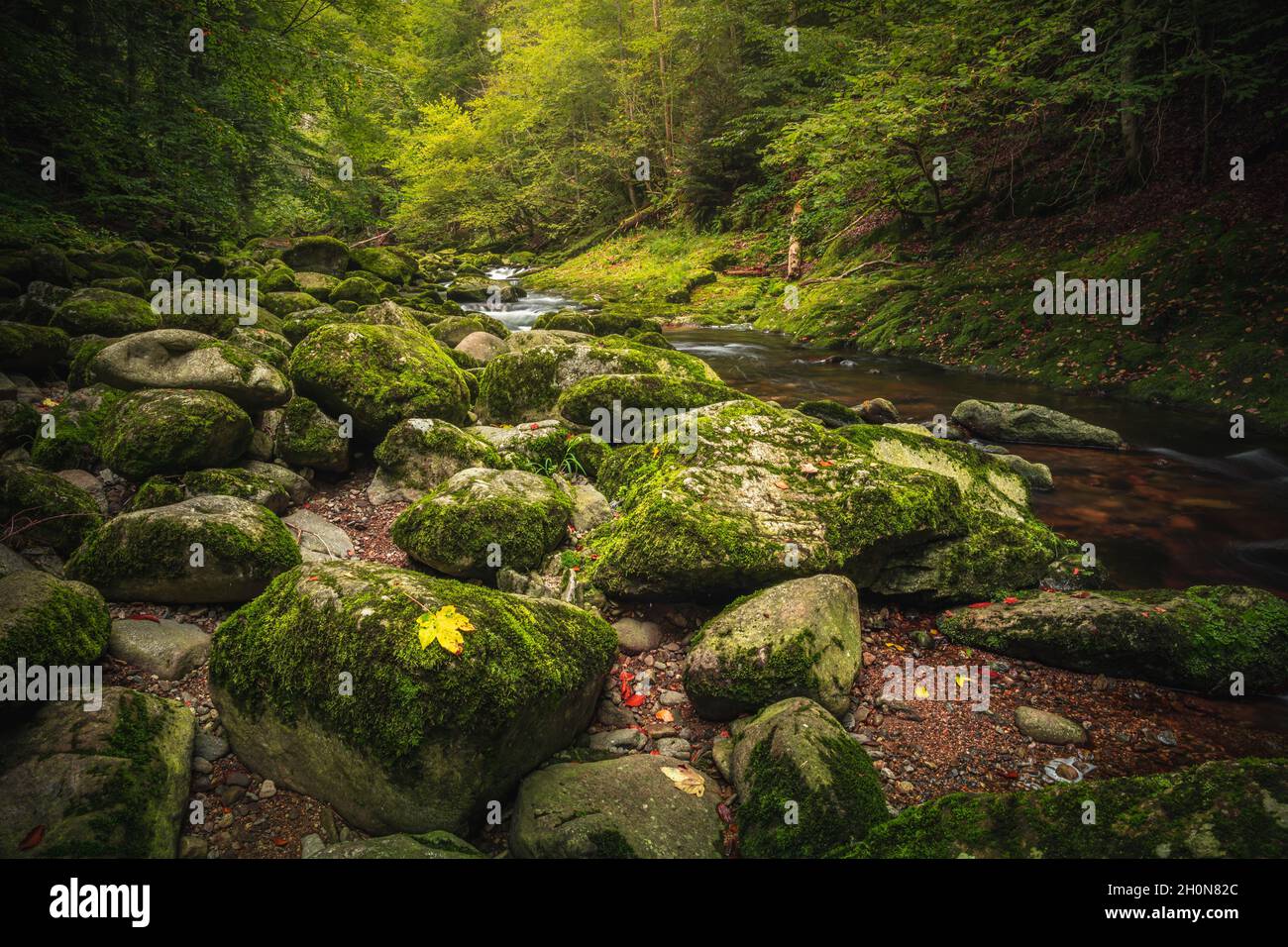 Beautiful natural landscape in Bavarian forest with greenery and River ...