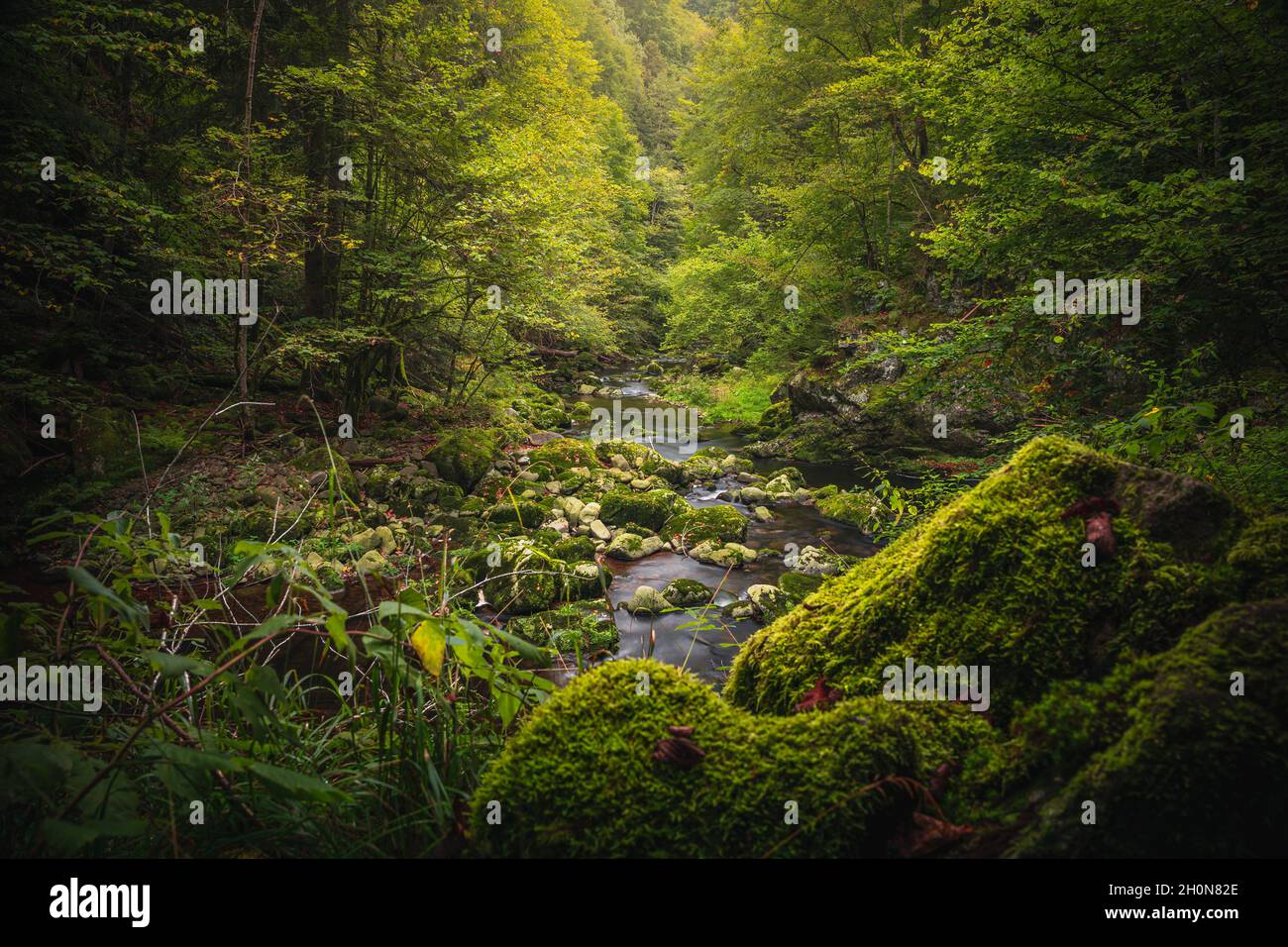 Beautiful natural landscape in Bavarian forest with greenery and River ...