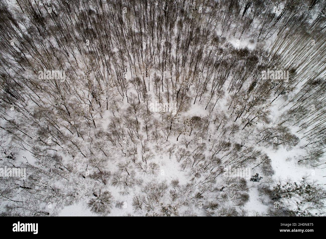 Aerial view of snowy forest with deciduous trees shoot from drone ...