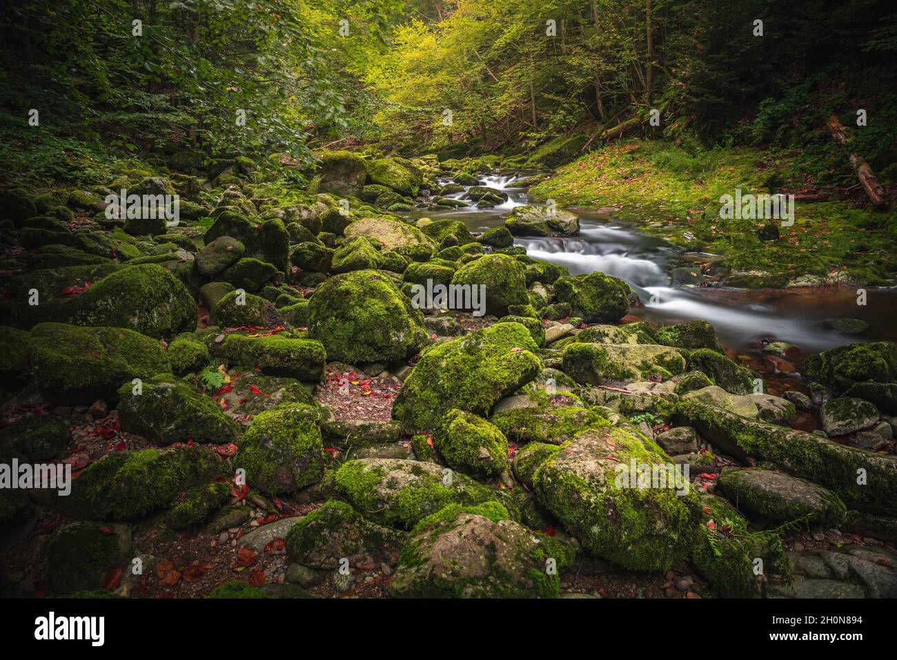 Beautiful natural landscape in Bavarian forest with greenery and River ...