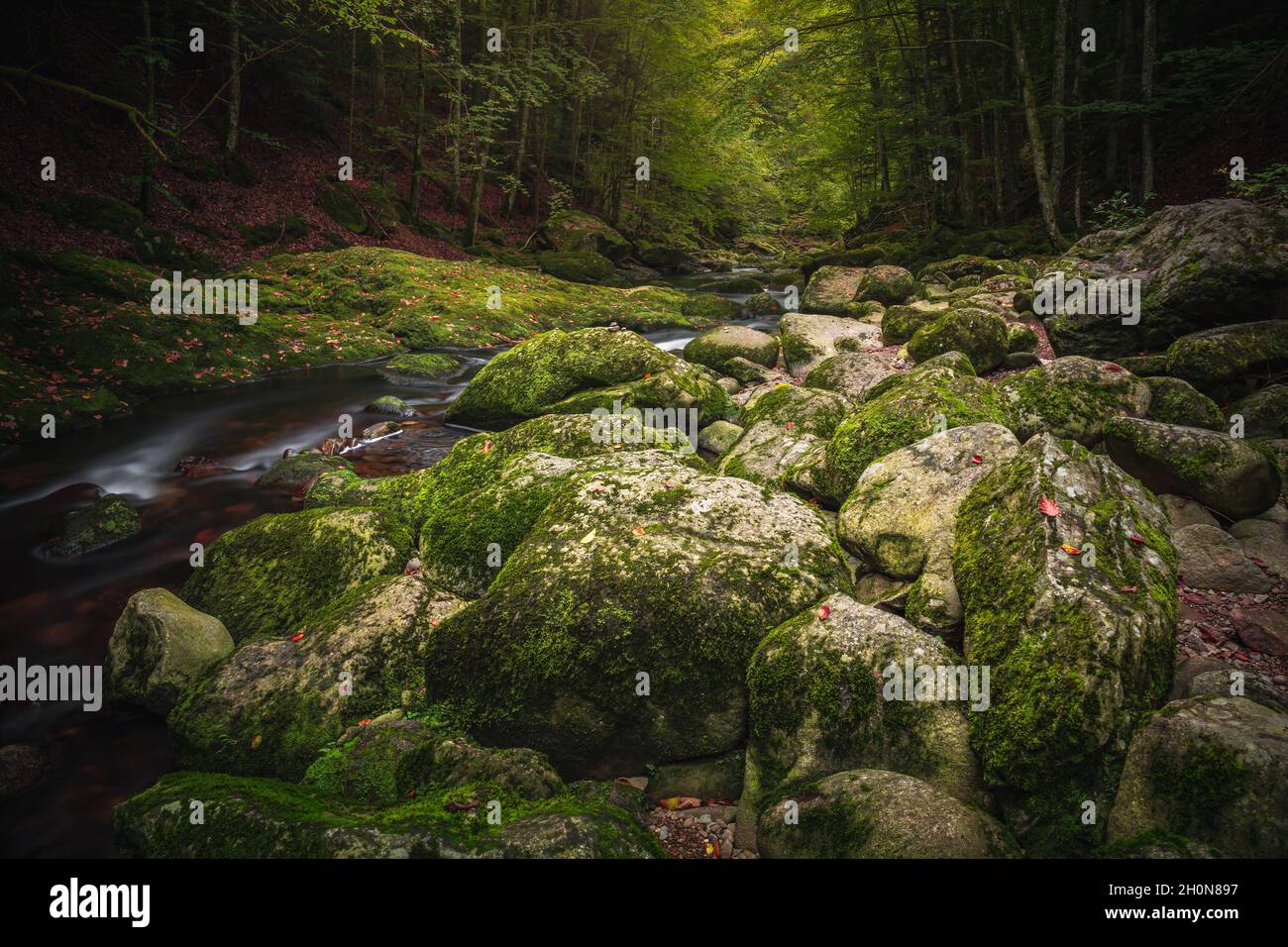 Beautiful natural landscape in Bavarian forest with greenery and River ...