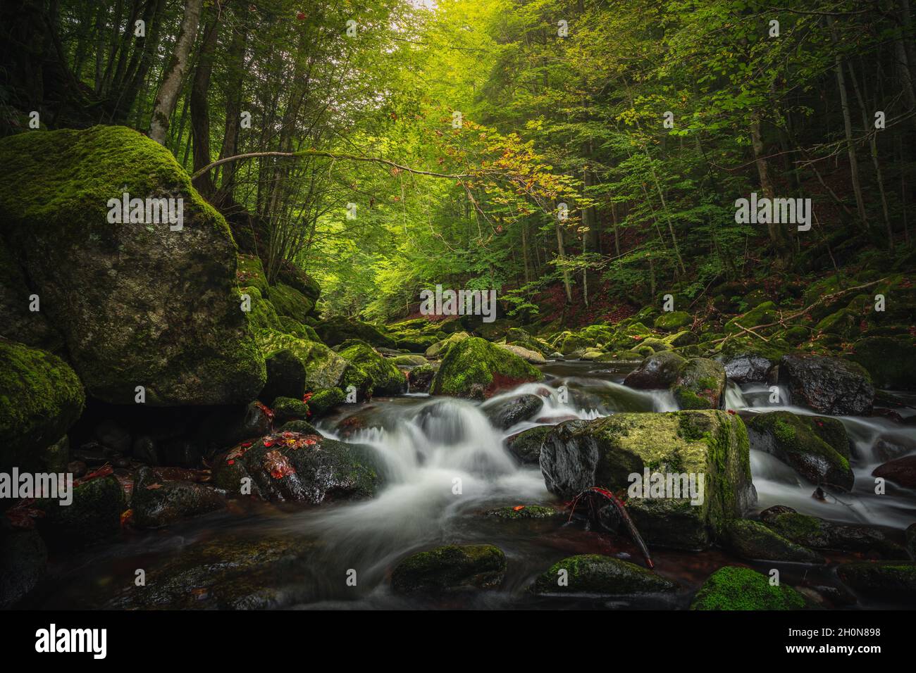 Beautiful natural landscape in Bavarian forest with greenery and River ...