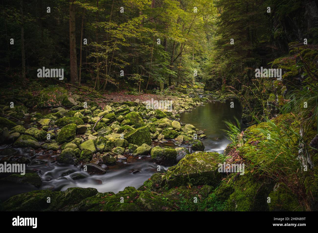 Beautiful natural landscape in Bavarian forest with greenery and River ...