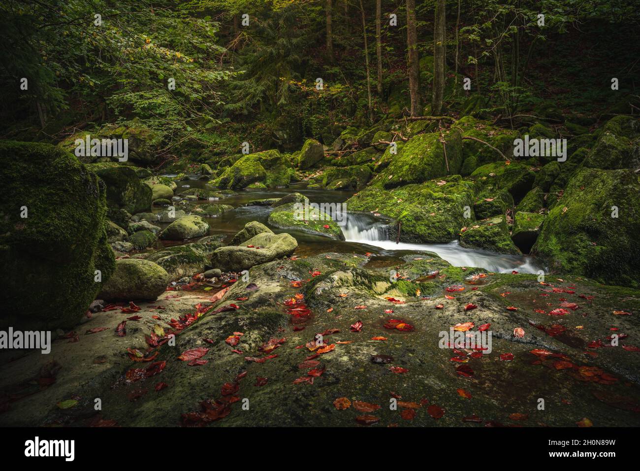 Beautiful natural landscape in Bavarian forest with greenery and River ...