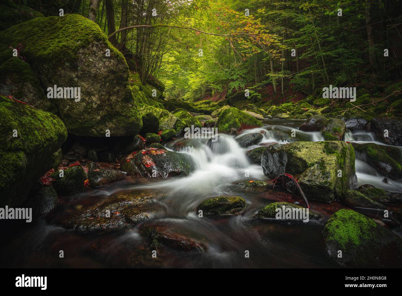 Beautiful natural landscape in Bavarian forest with greenery and River ...
