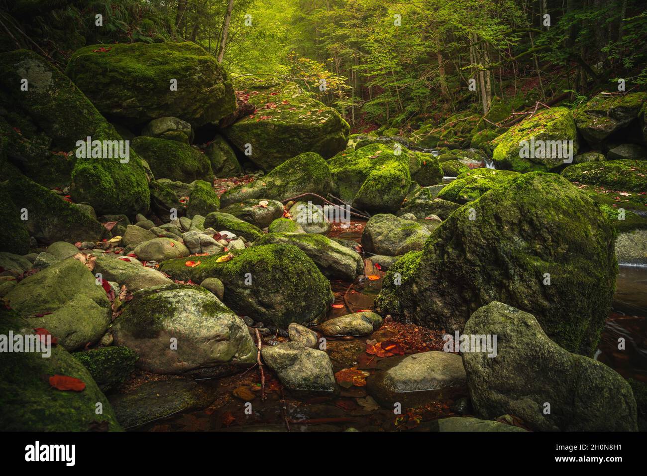 Beautiful natural landscape in Bavarian forest with greenery and River ...
