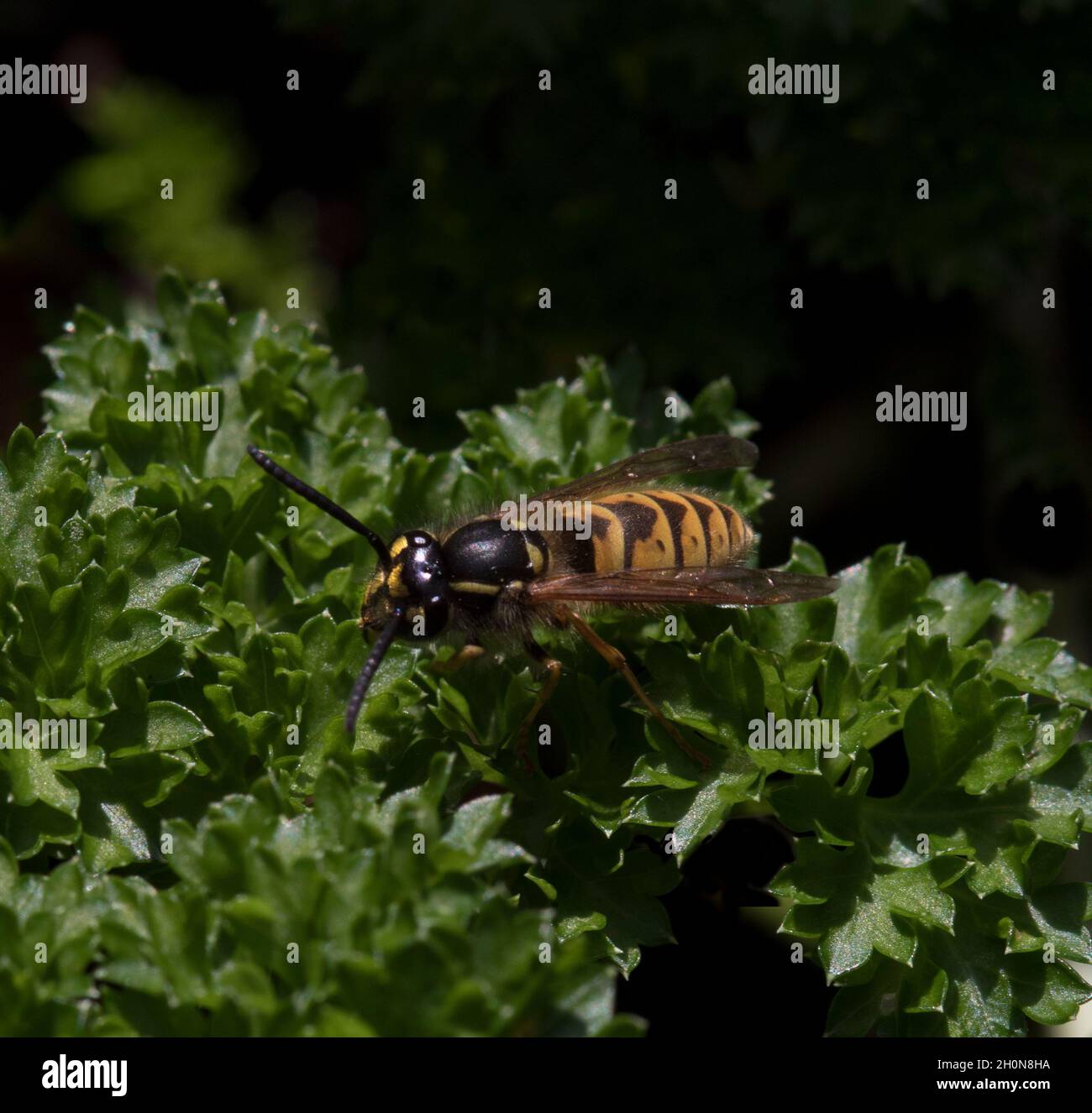 Vespula vulgaris Common Wasp Stock Photo - Alamy