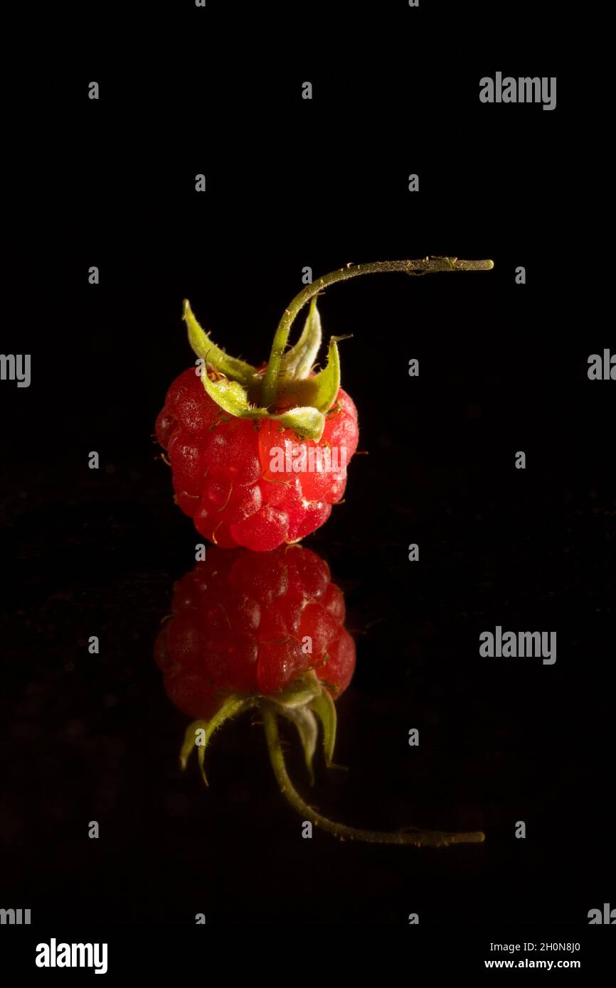 Red raspberry on the vine hi-res stock photography and images - Alamy