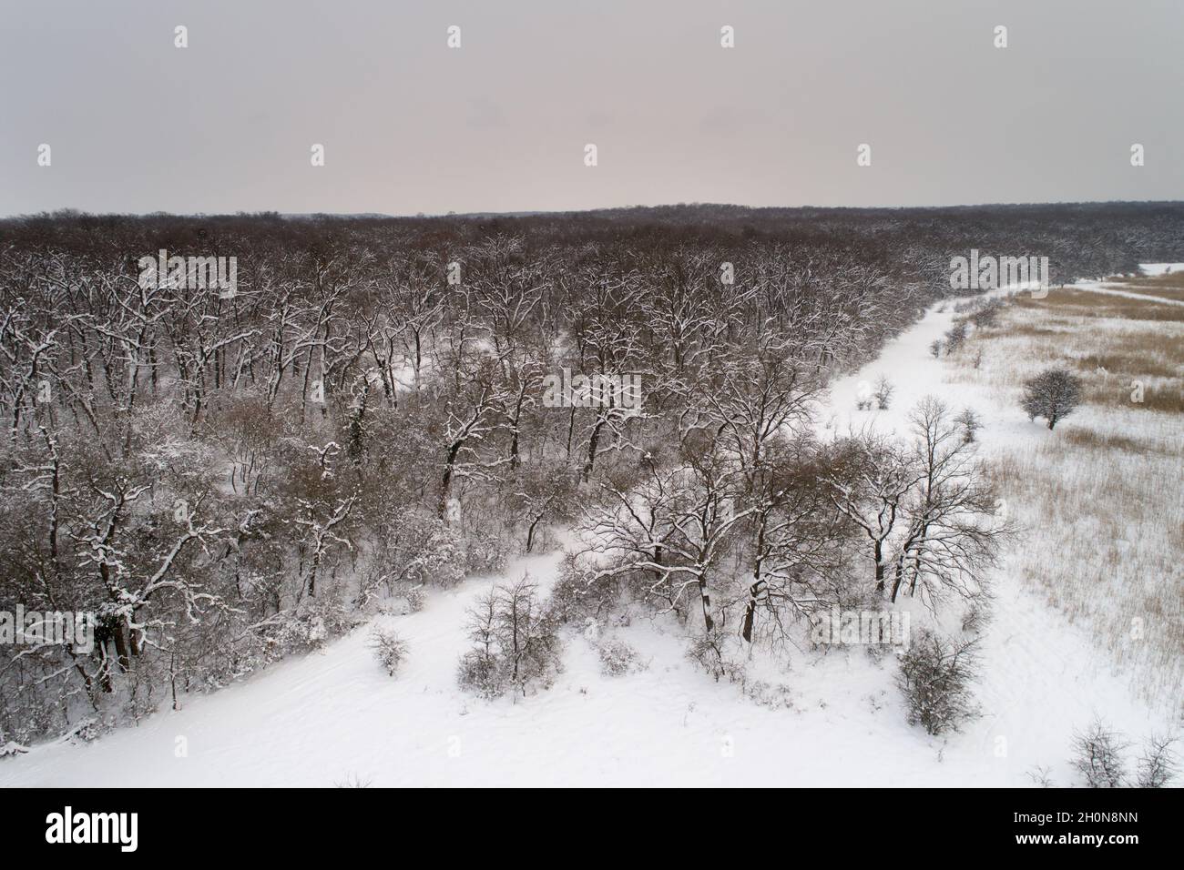 Aerial view of snowy forest with deciduous trees shoot from drone Stock ...