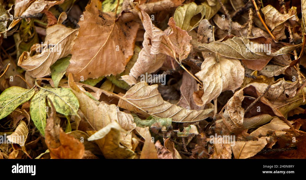 Autumn leaves Calgary Alberta Stock Photo - Alamy