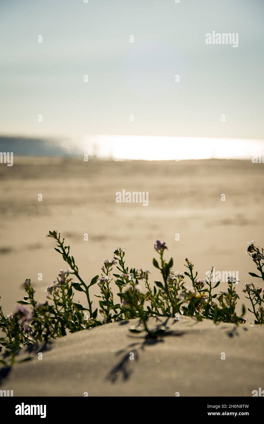 Selective of flowers growing on a sandy beach in the morning Stock ...