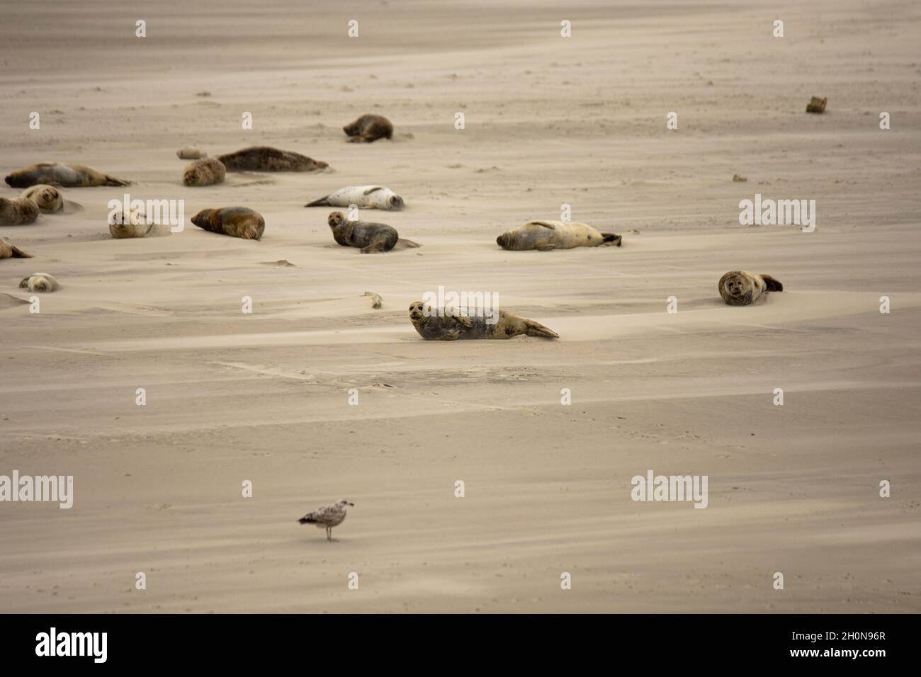 Sandy beach with resing seals and a gull Stock Photo - Alamy